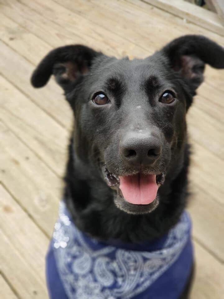 Throw a Dog a Bone Dog Rescue