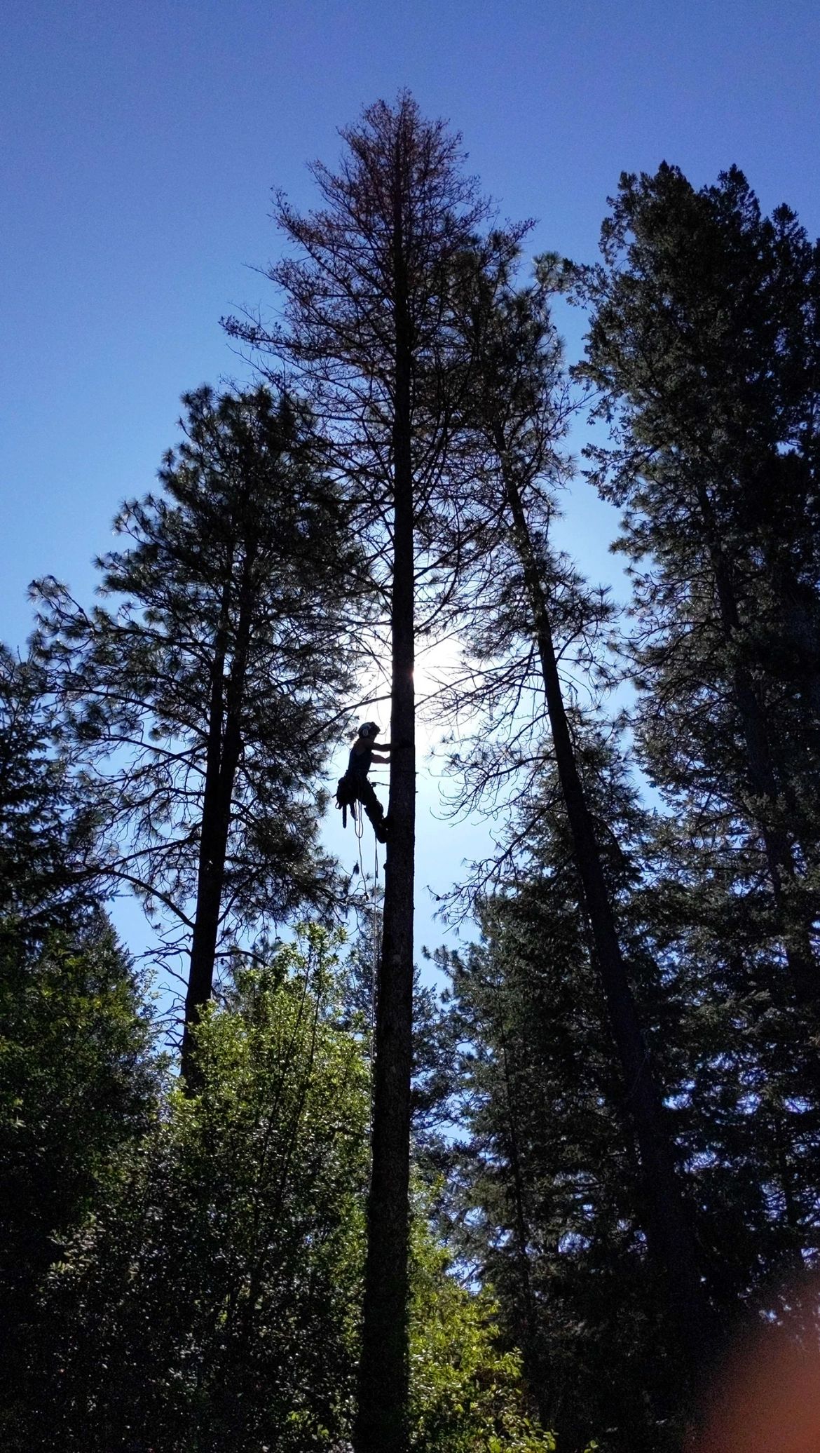 Crop Top Tree Service