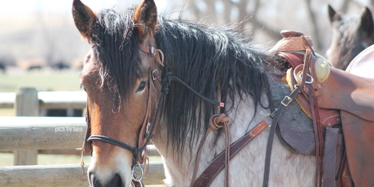 Rocking R Lazy T Drafts