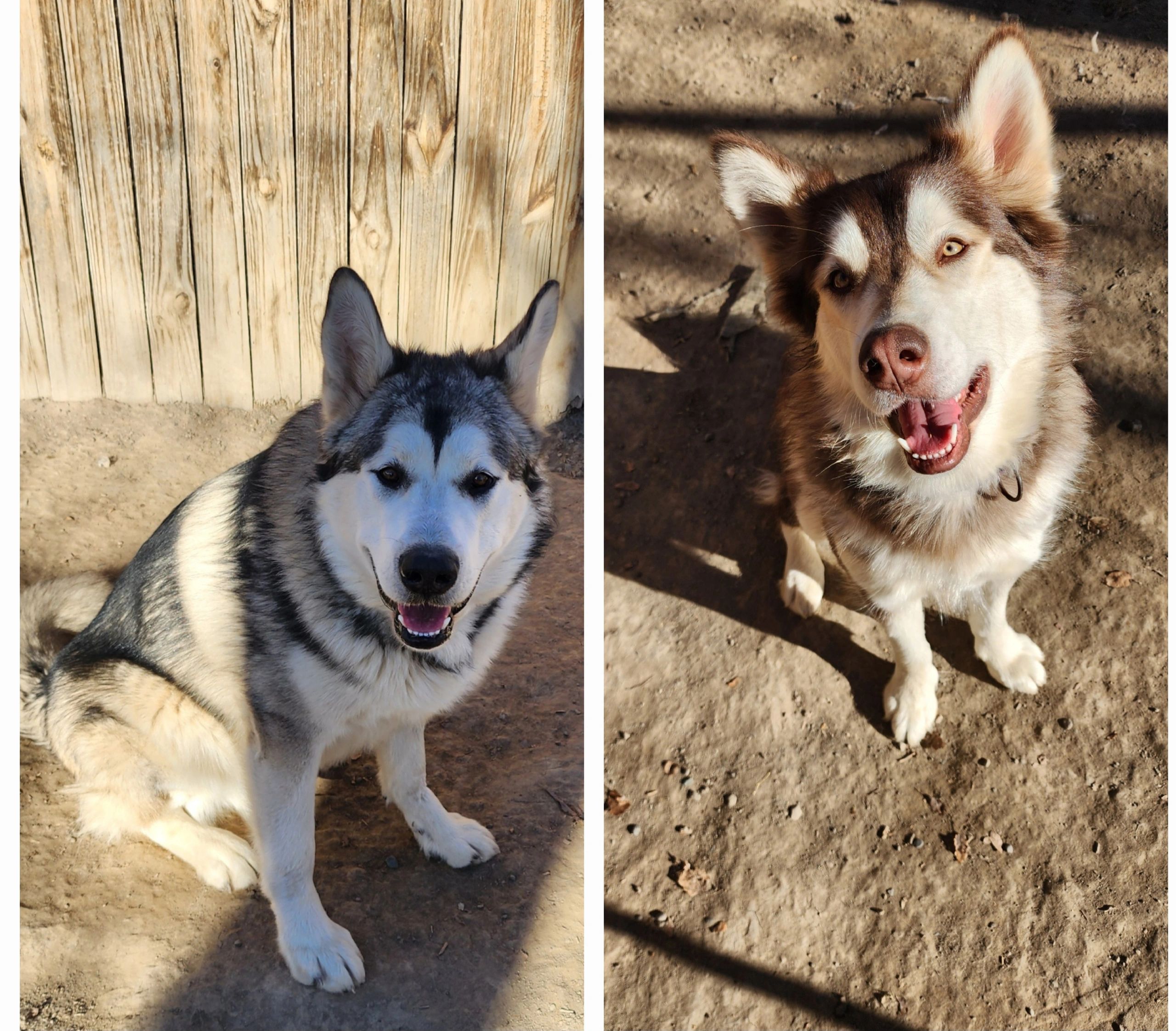Colorado Western Slope Malamutes - Malamute Puppies, Alaskan Malamute ...