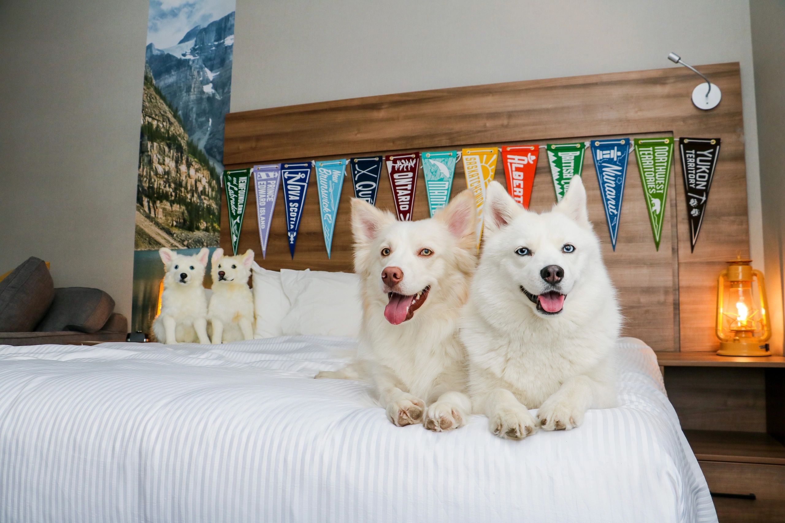 CanadianBros - Dogs, Influencer