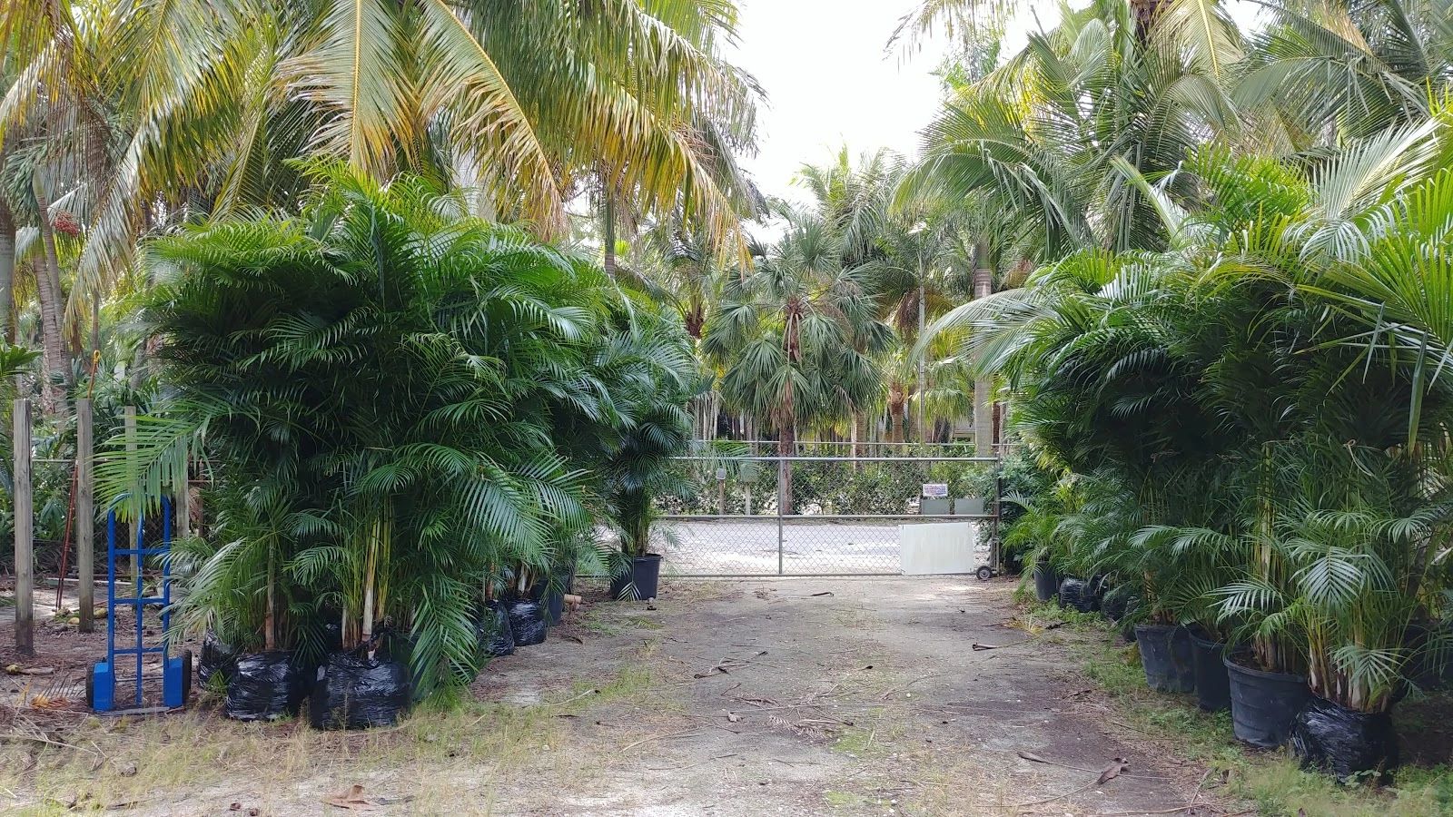 academy services, inc.