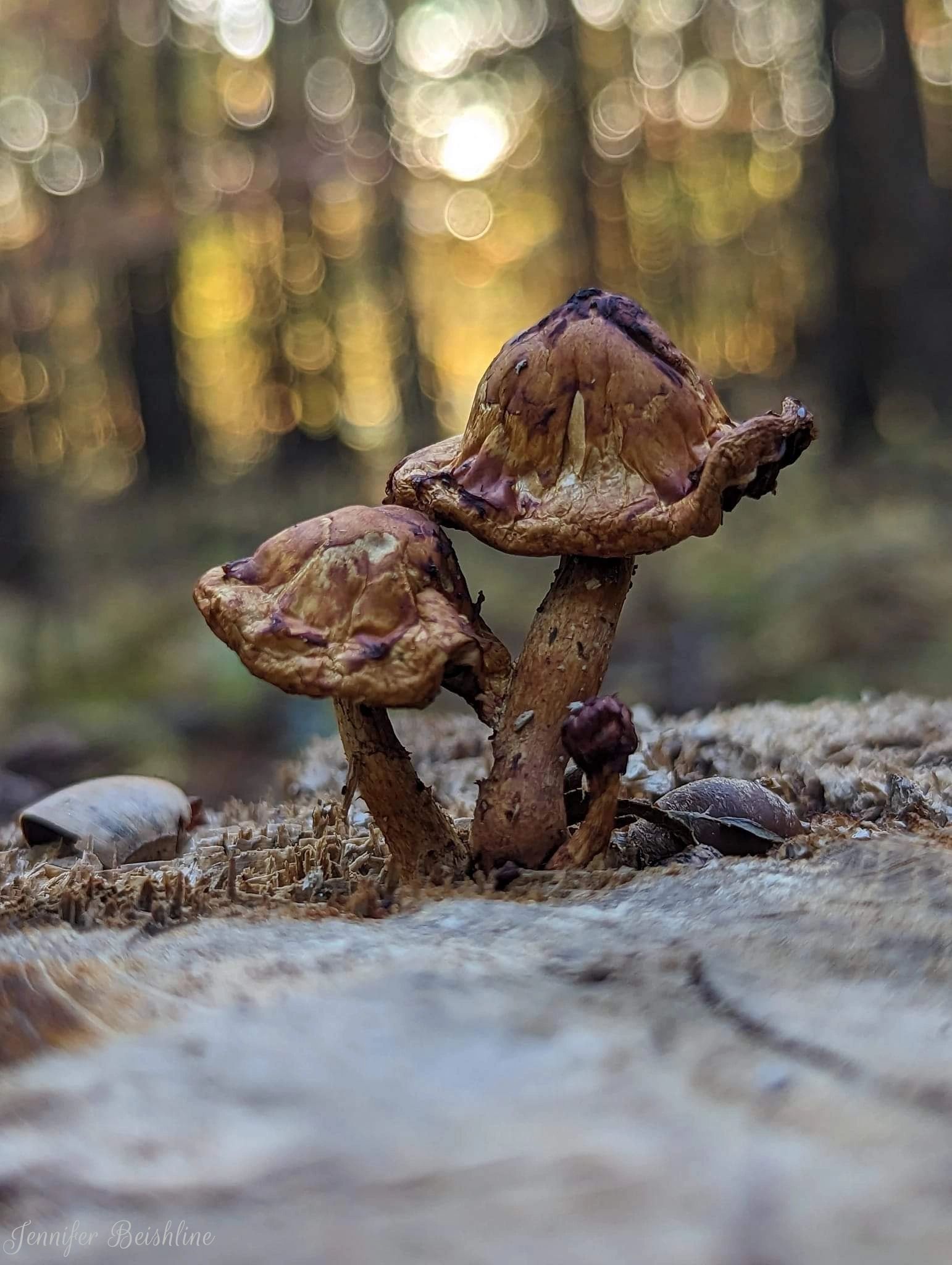 Wildlife Photography | Nature Pictures | Witchy Wild Wonders