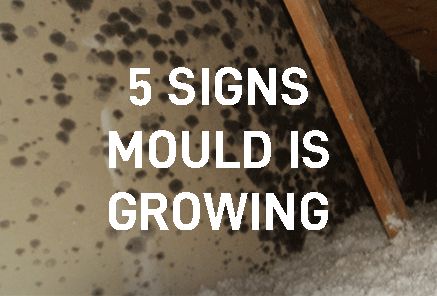 5 Signs That Mold Is Growing In Your Home