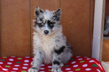 Past Puppies | Northern Wolven Shepherds