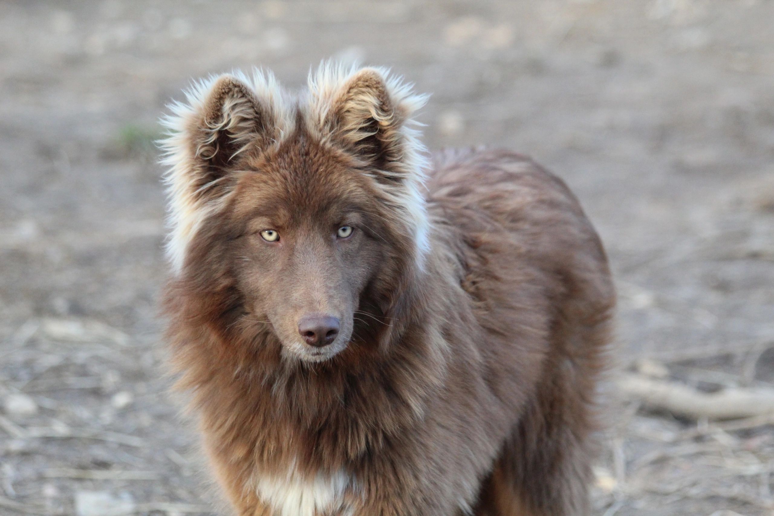 Northern Wolven Shepherds