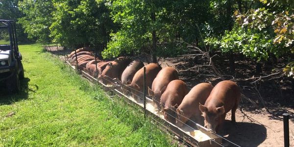 Tamworth Pigs - Bacon Acres Farm
