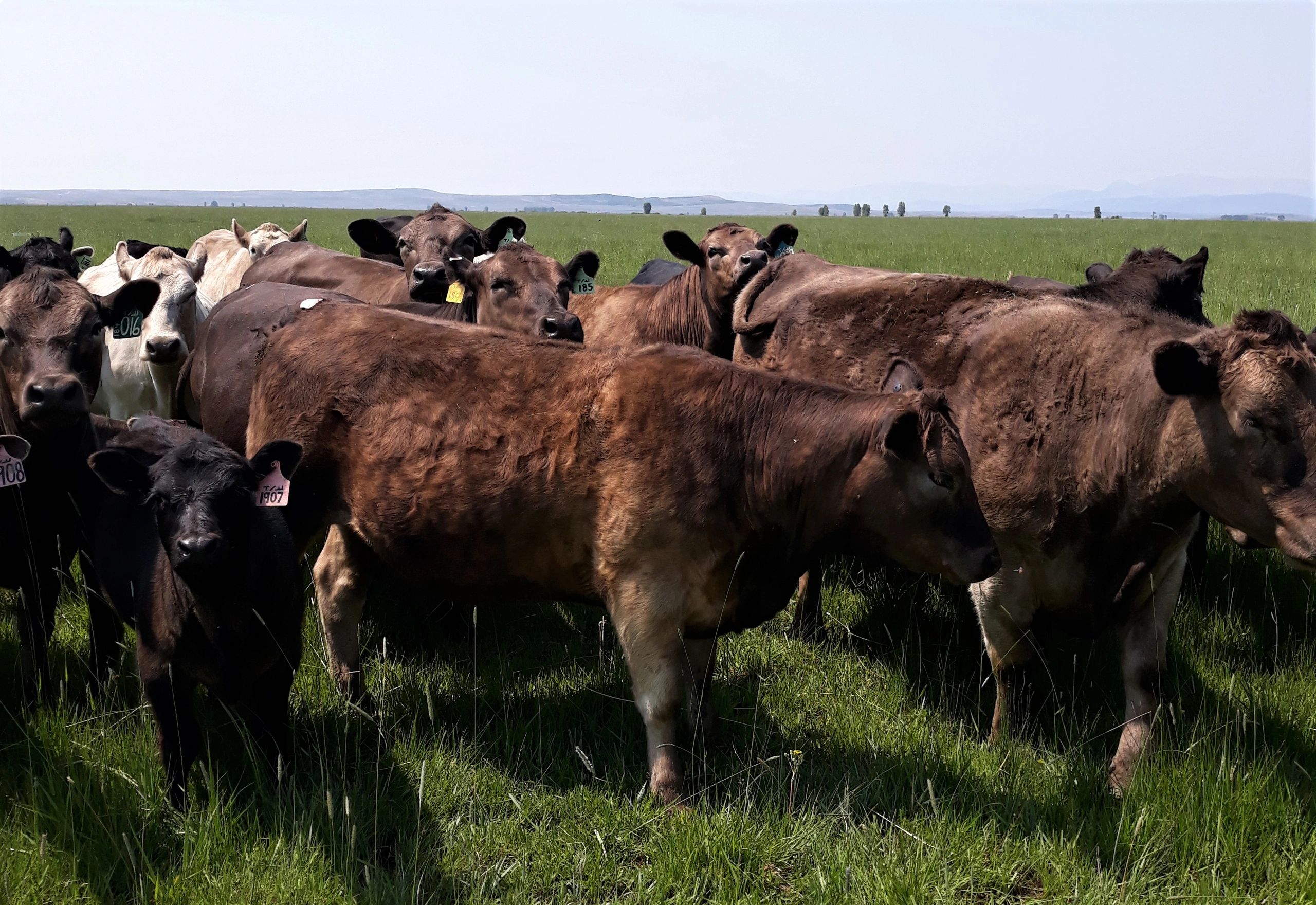 Wyoming Premium Beef - Grass Fed Beef, Simangus Murray Grey Cattle