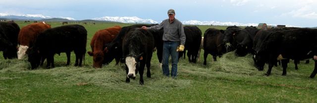 Wyoming Premium Beef - Grass Fed Beef, Simangus Murray Grey Cattle