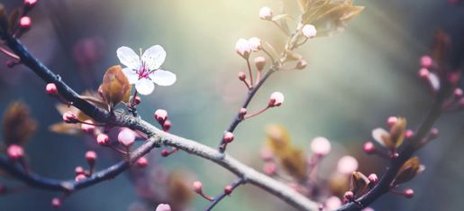 Sacred Restoration 2024 - Spiritual Retreat - Eightfold Path