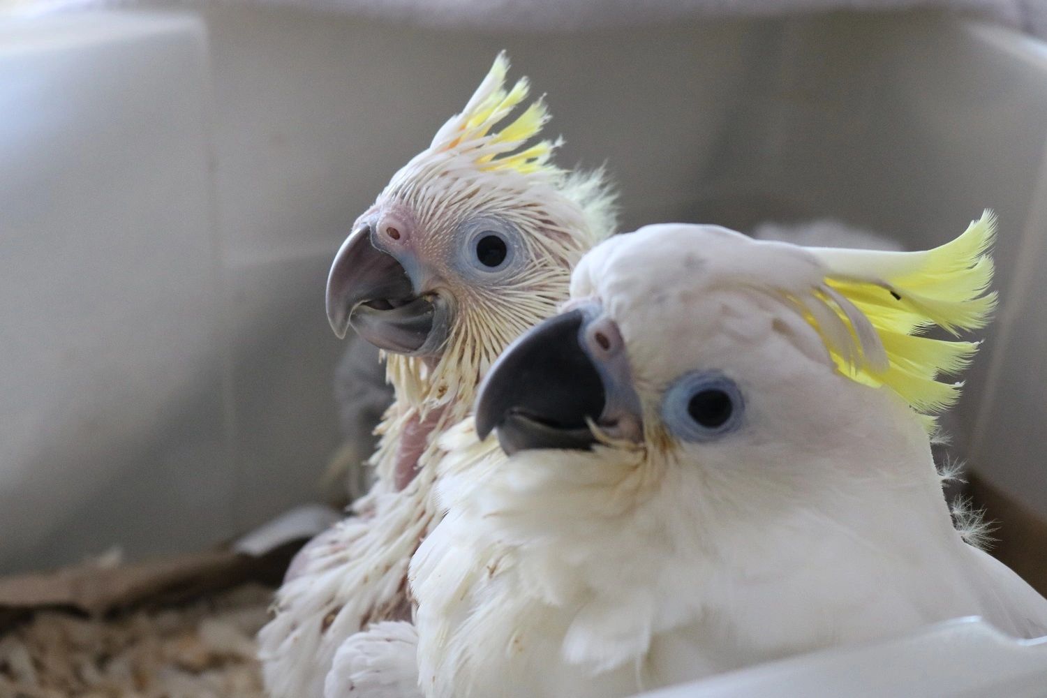 Atlee Aviary Exotic Birds