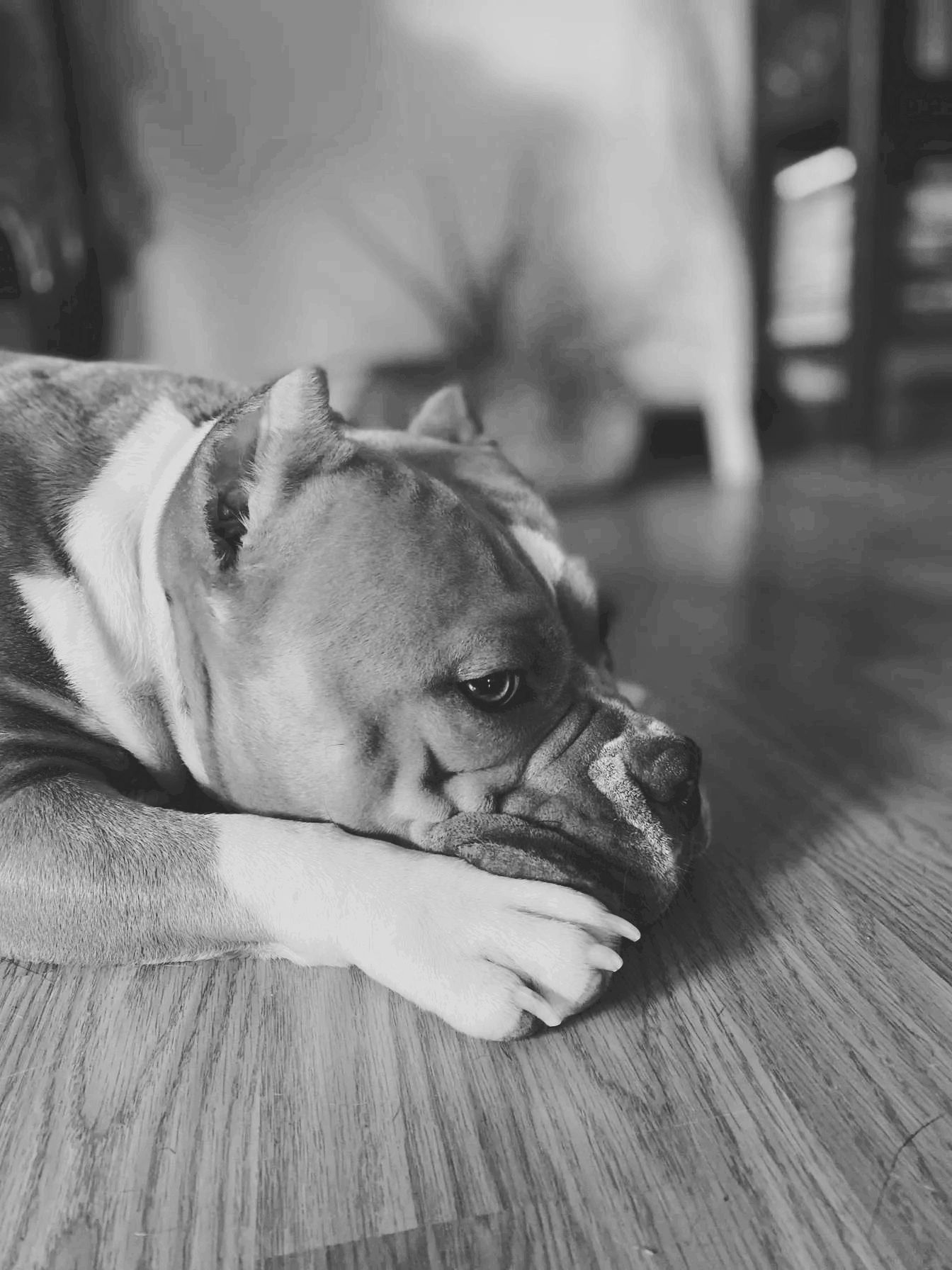 Shop For Pet Supplies At Molly s Pet Supply Store Shop For Pet Supplies At Molly s Pet Supply Store