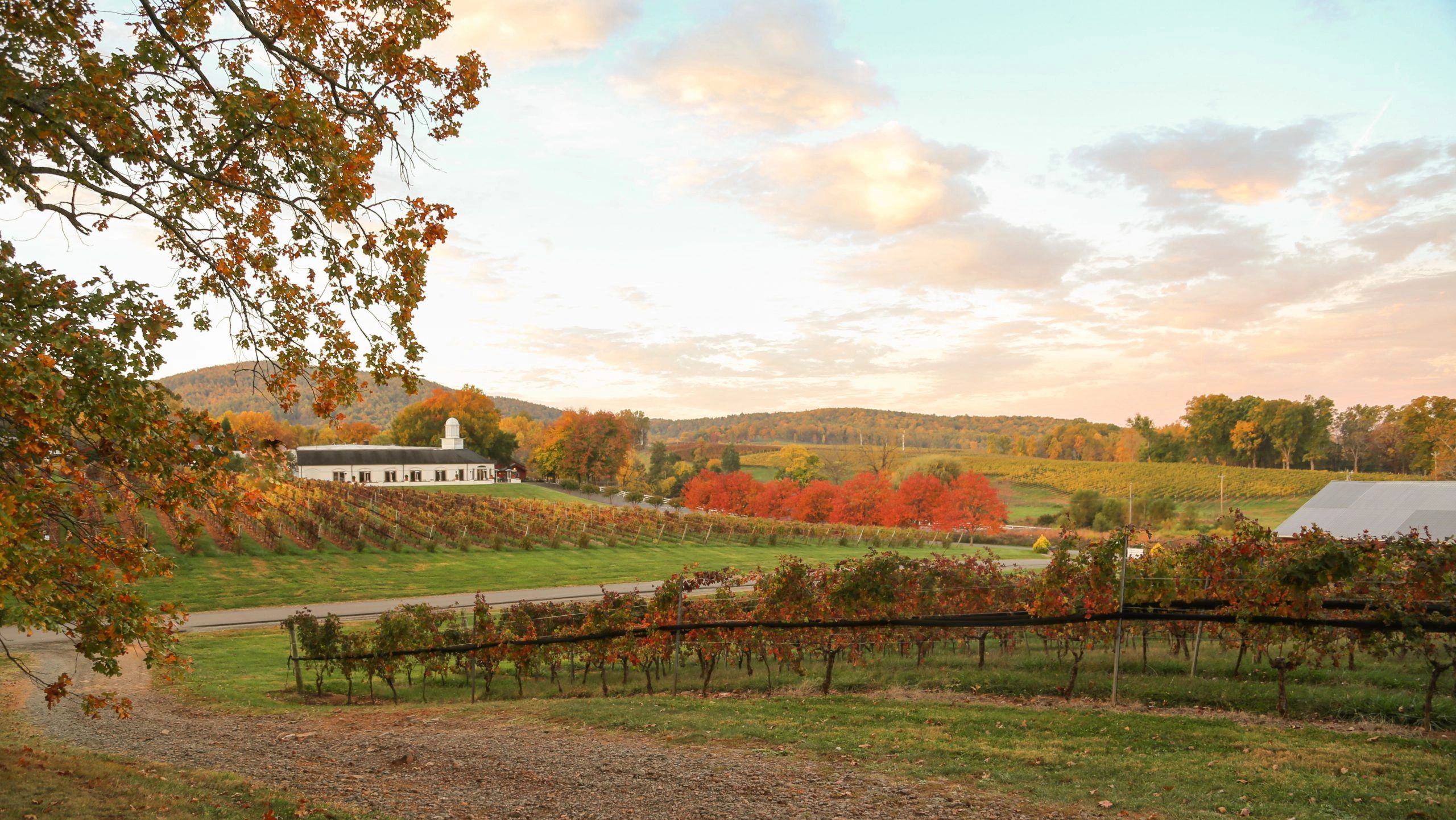 The Artist - Chopin in Barboursville