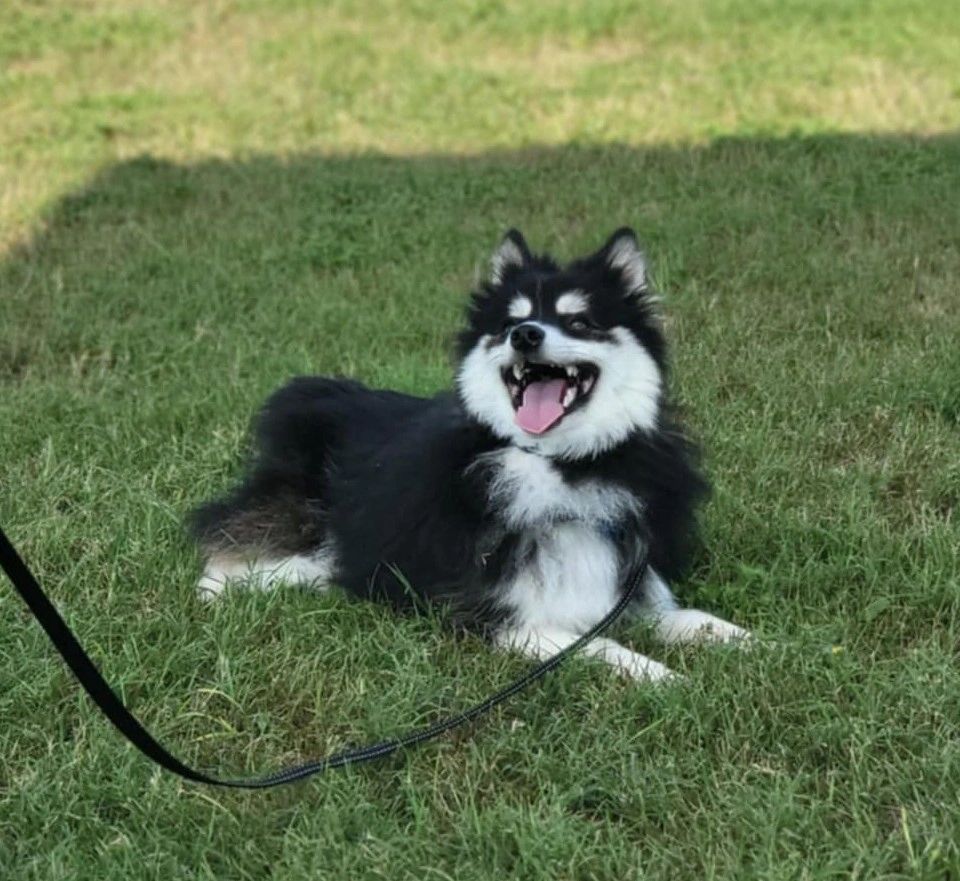 Find the Perfect Pomsky Puppy at Lone Star Pomsky