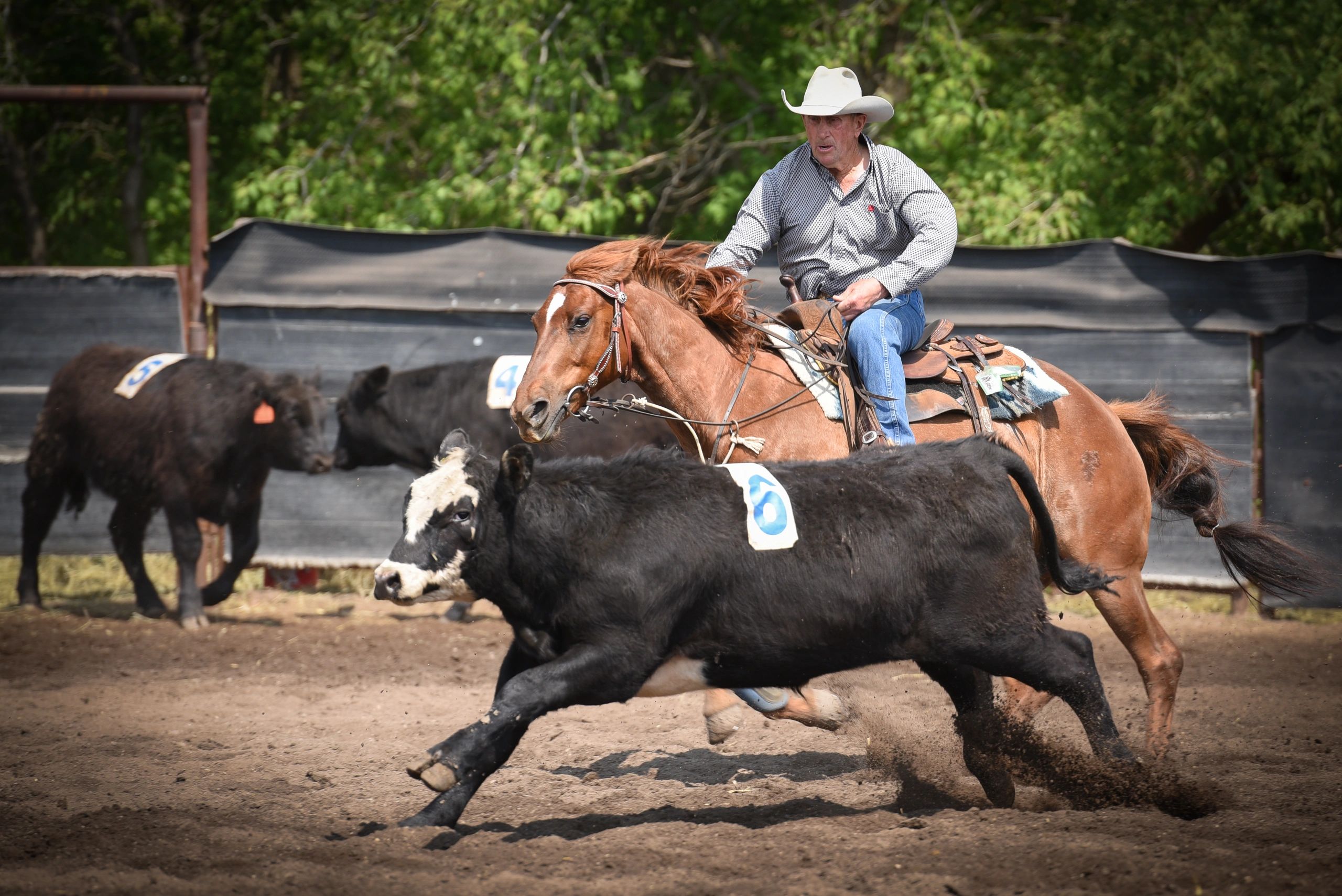 Saskatchewan Team Cattle Penning Association Inc.