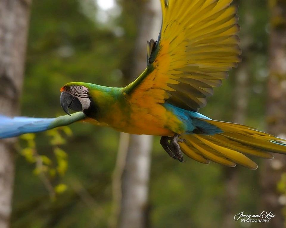 Macaw Rescue and Sanctuary