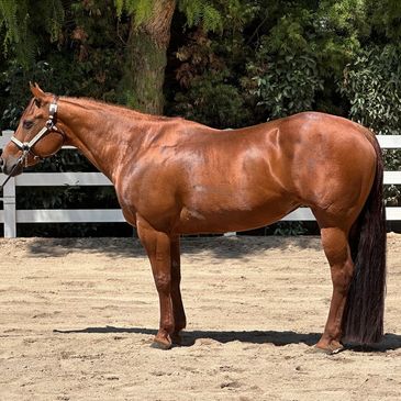 Silver Lining Horse Training - Horse Sales, Equine Sale, Quarter Horse ...
