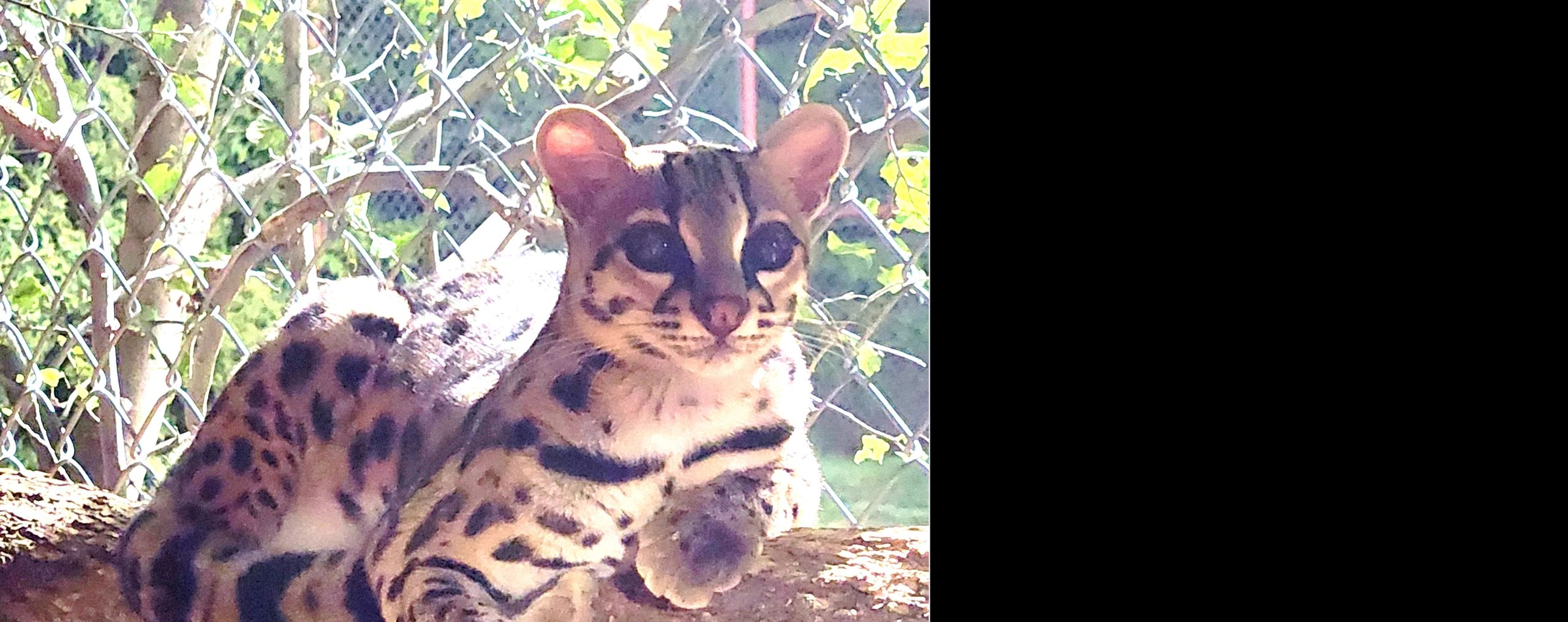 Belize Wild Cats