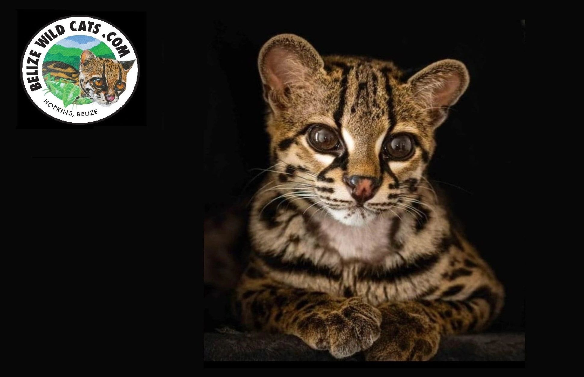 Belize Wild Cats