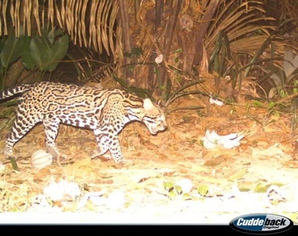 Belize Wild Cats