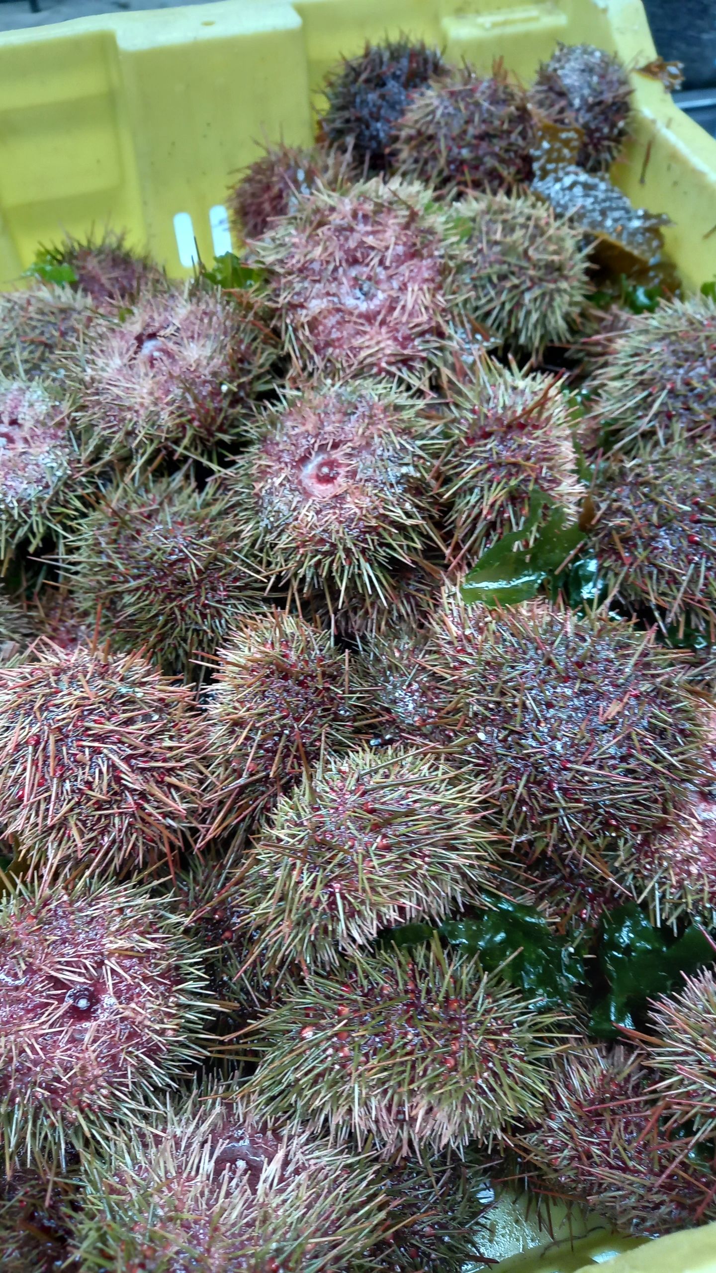 Sea Urchin USCL, Inc.