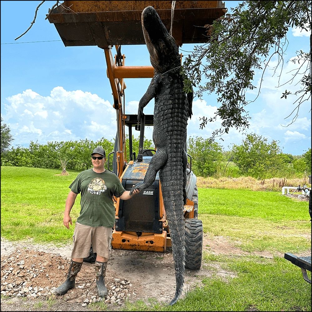 Conquer 2024 with Fla Gator Hunts: Epic Trophy Gators