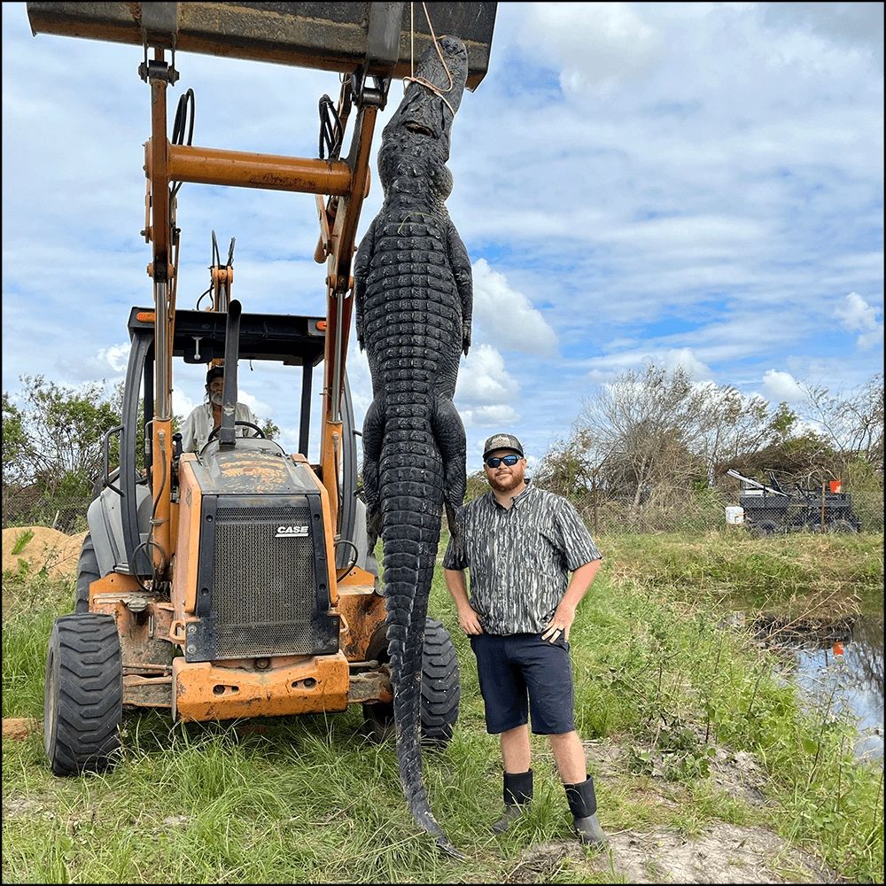 Florida's Ultimate Gator Hunt: Capture Your Giant Trophy