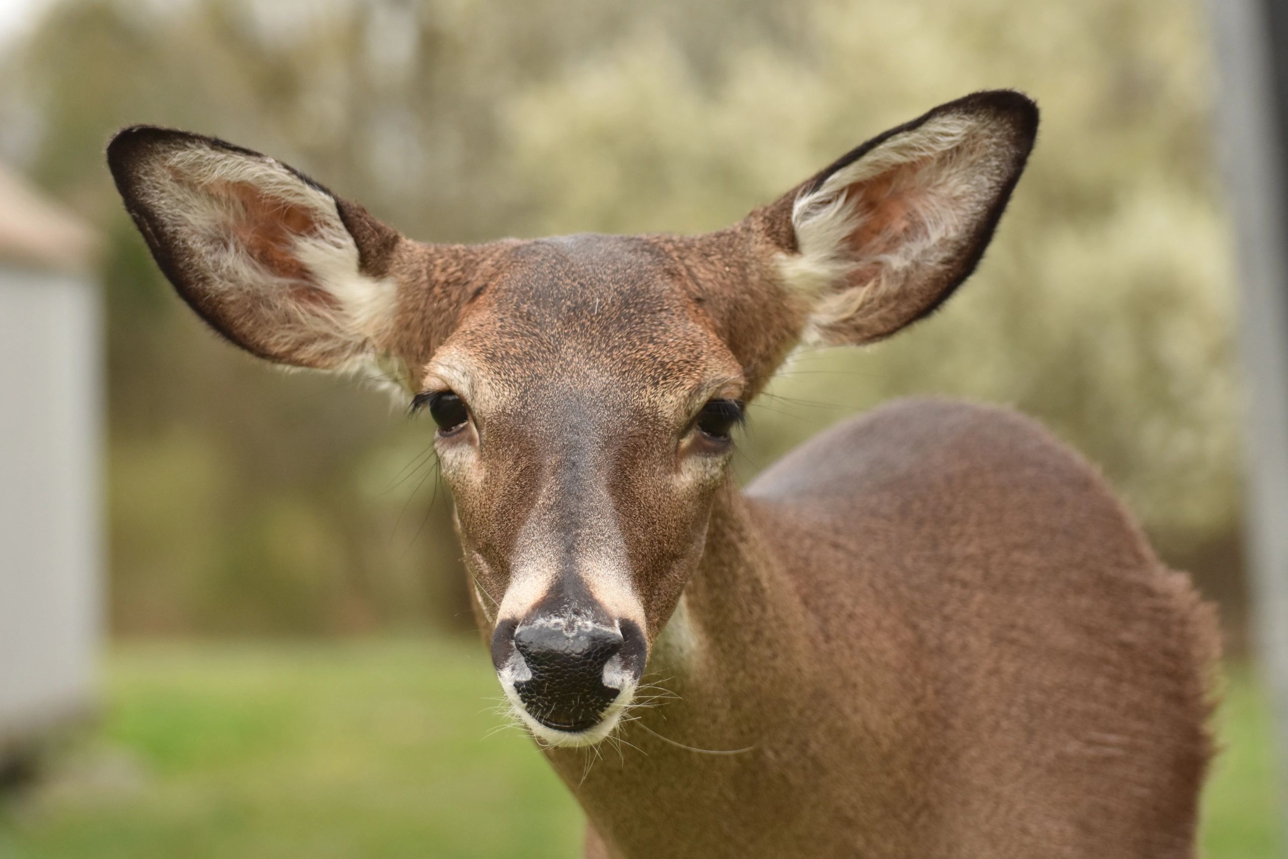Deep Cove - Taxidermy - Conover, North Carolina