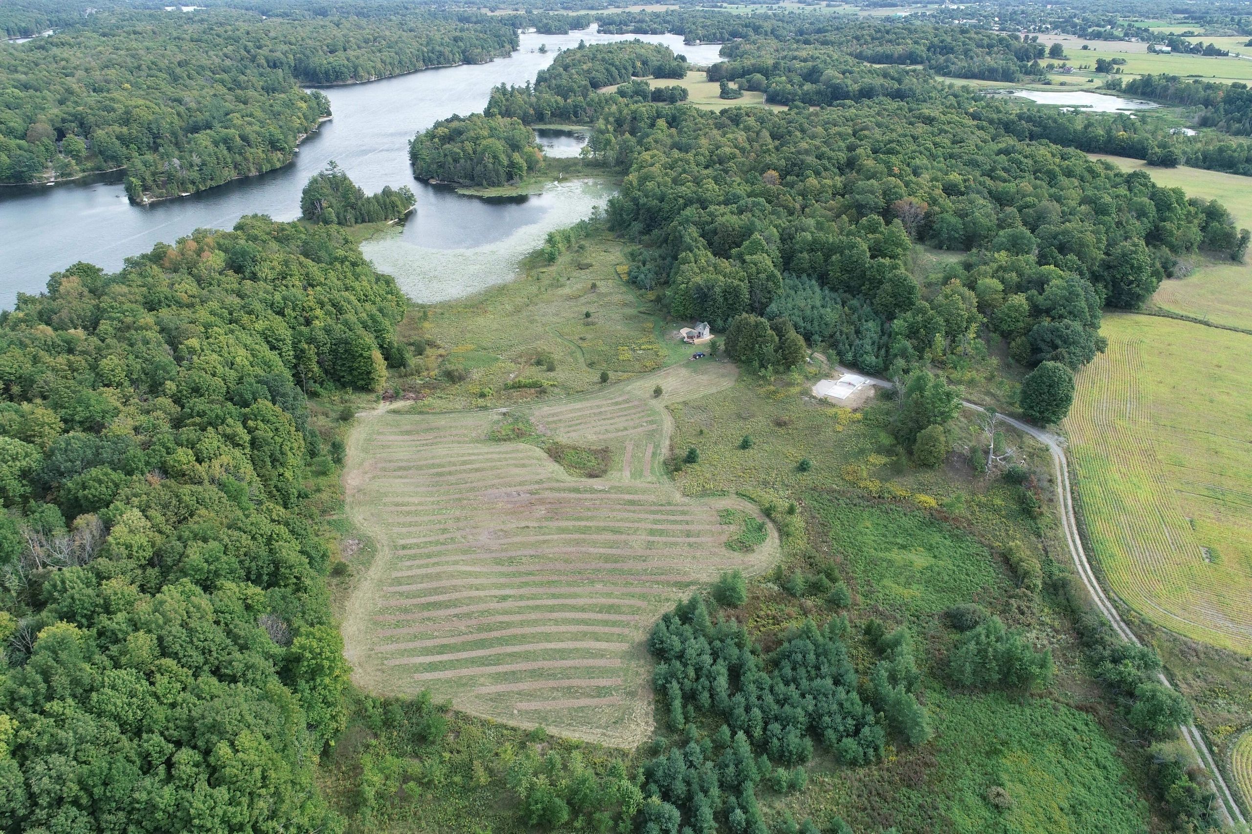 Brass Point Farm - Elderberry, Cuttings