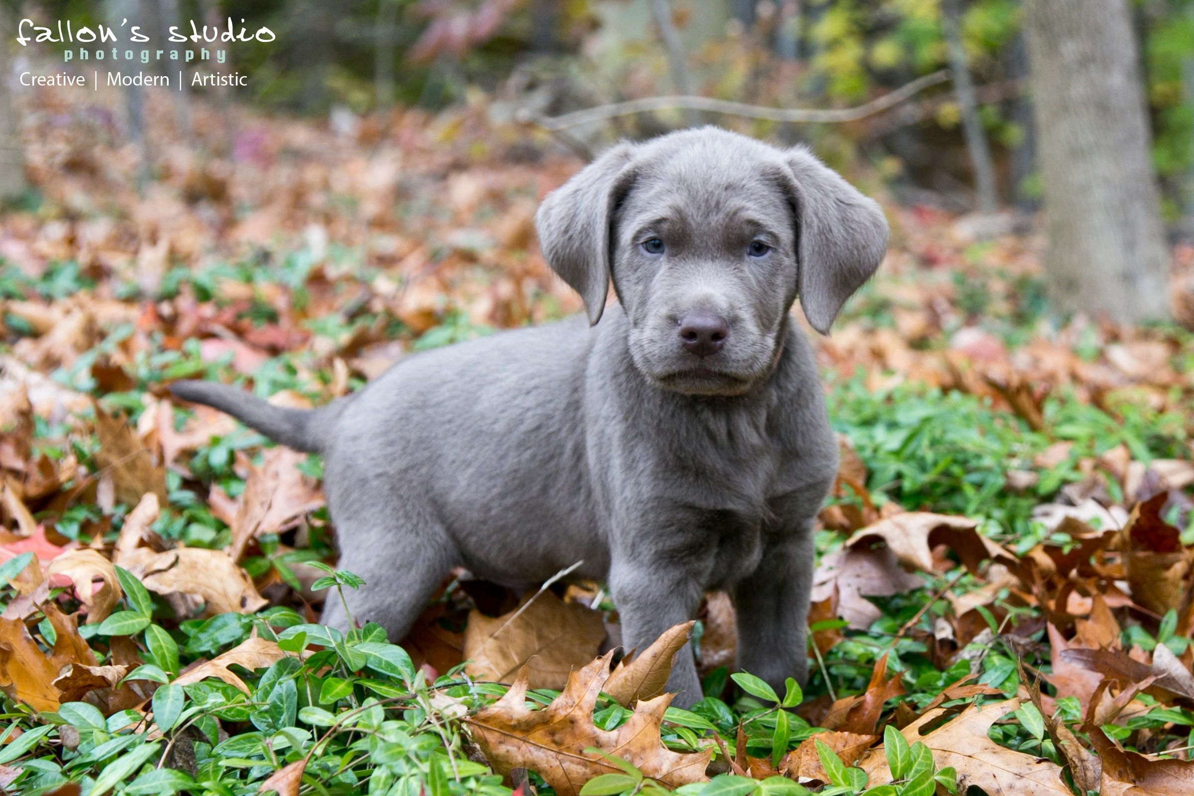 How Much Is A Silver Labrador Retriever