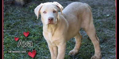 Worley's Silver Feathers Labradors