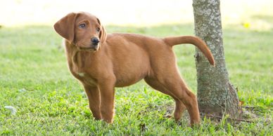 Worley's Silver Feathers Labradors