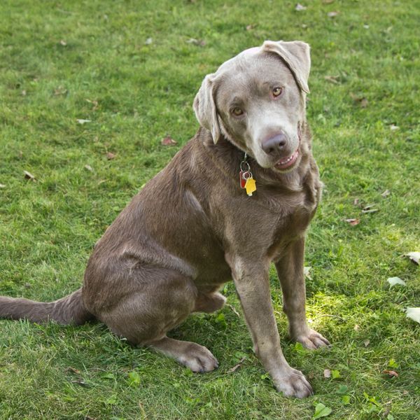 Puppies for Sale - Silver Feather's Labradors