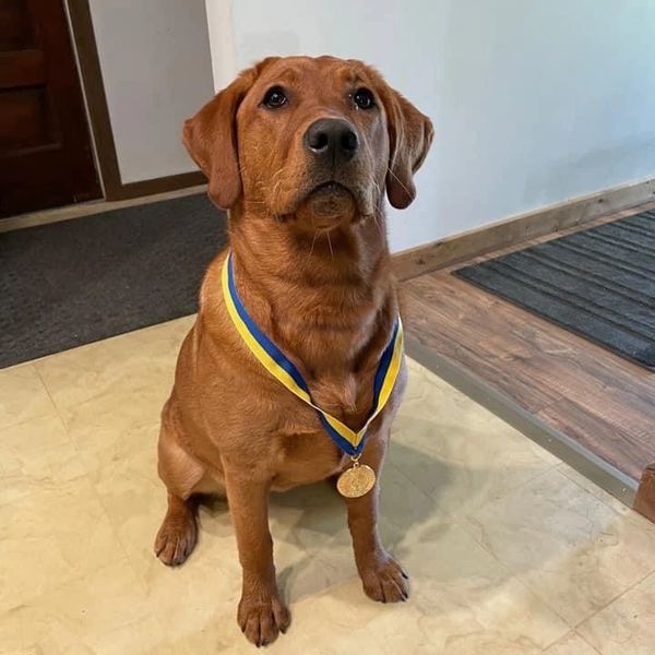 Puppies for Sale - Silver Feather's Labradors