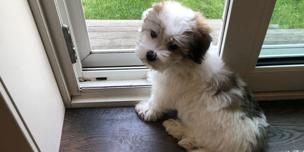 Lone Star Cotons - Coton De Tulears in Texas, Coton De Tulear Puppies