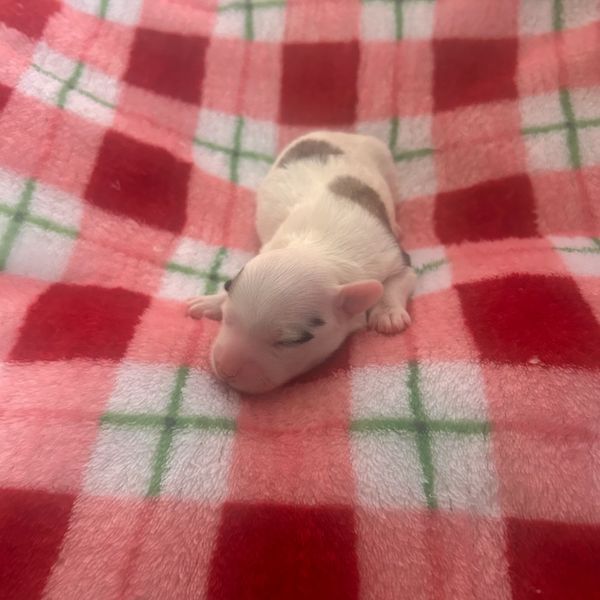 Available puppies | Lone Star Cotons