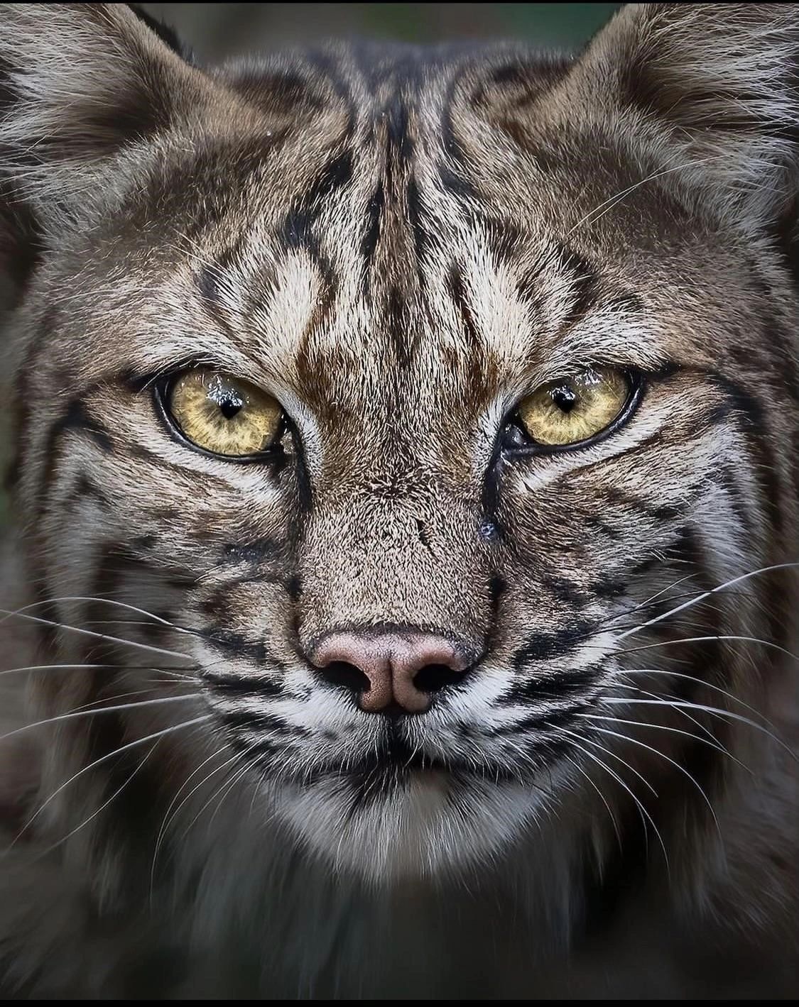 Texas Bobcat Taxidermy