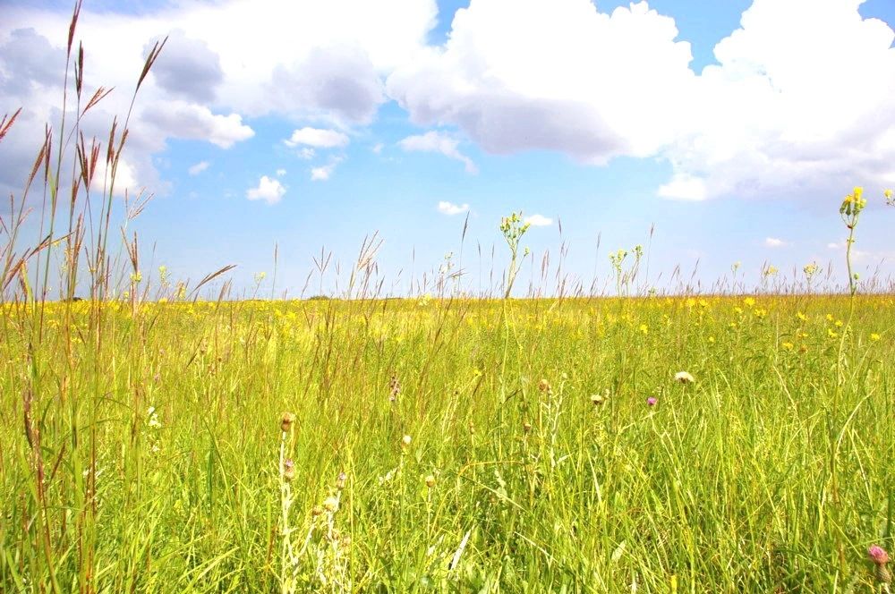 Seeds of the Prairie - Native Prairie Seeds, Wild Flower Seeds Bulk ...