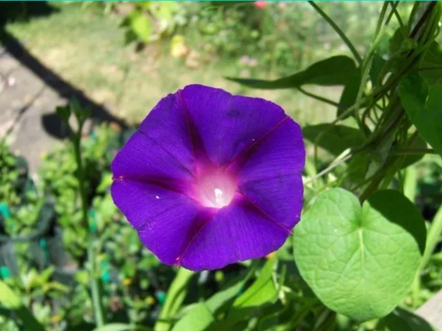 Heirloom Flower Seeds