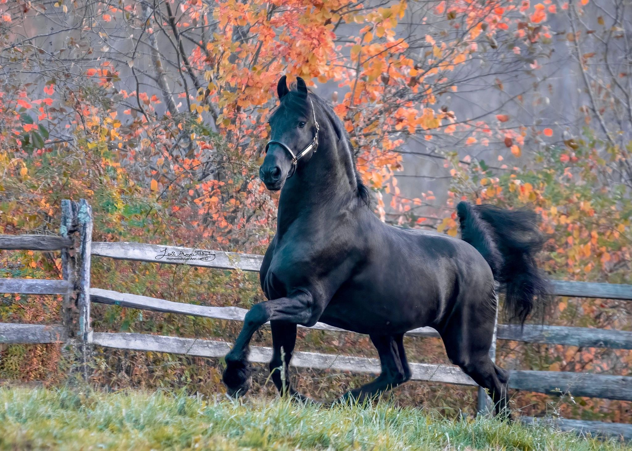 Northeast Friesian Horse Club