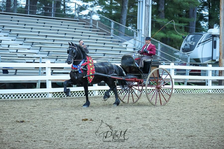 Events | Northeast Friesian Horse Club