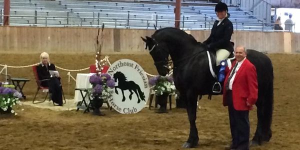 Horse Shows | Northeast Friesian Horse Club