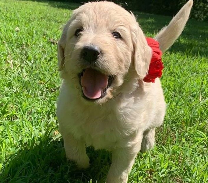 Golden Ridge Goldens - Goldendoodle, Puppies, Golden Retriever