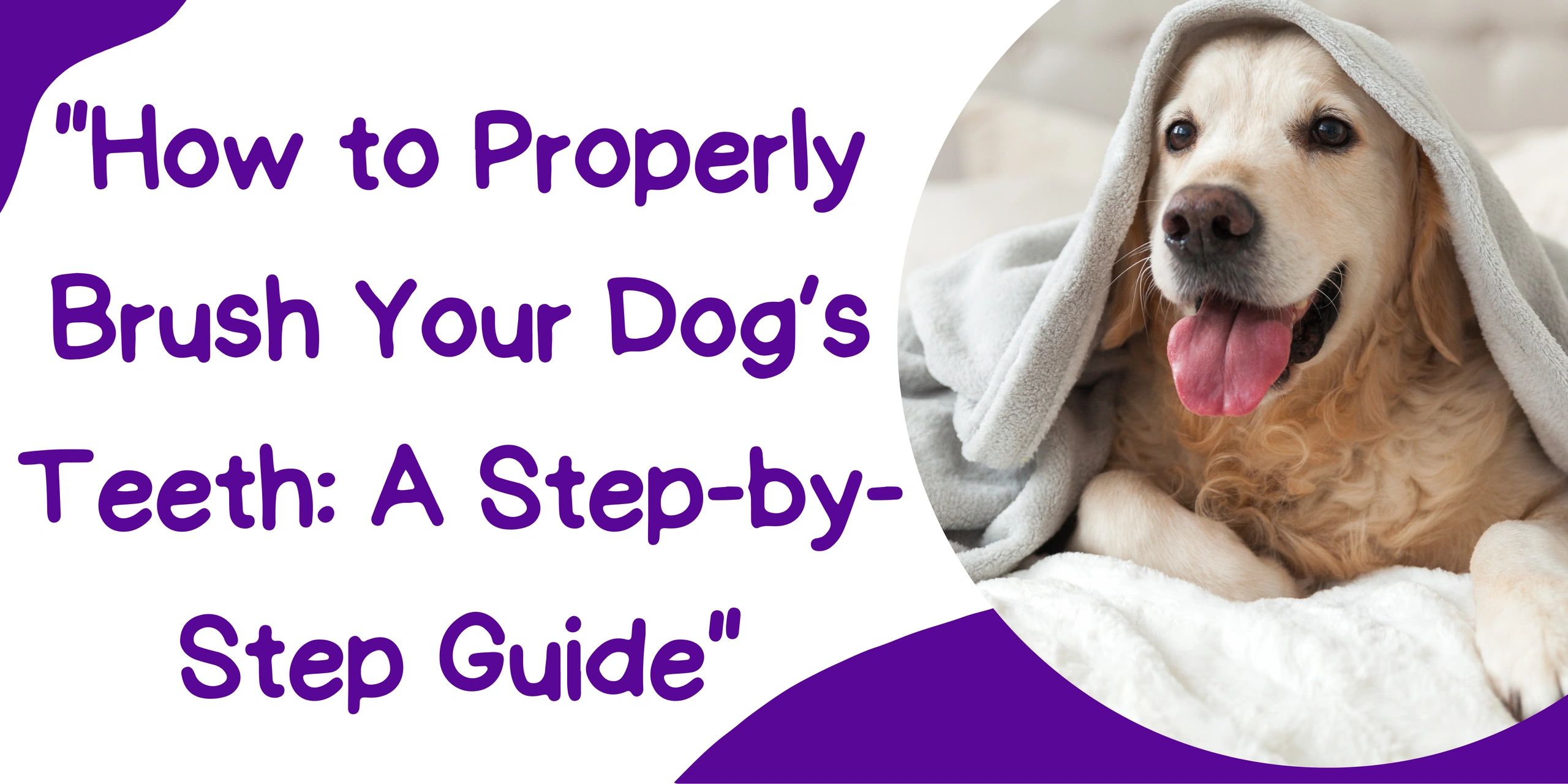 How to Properly Brush Your Dog’s Teeth: a guide by Doggie Spa