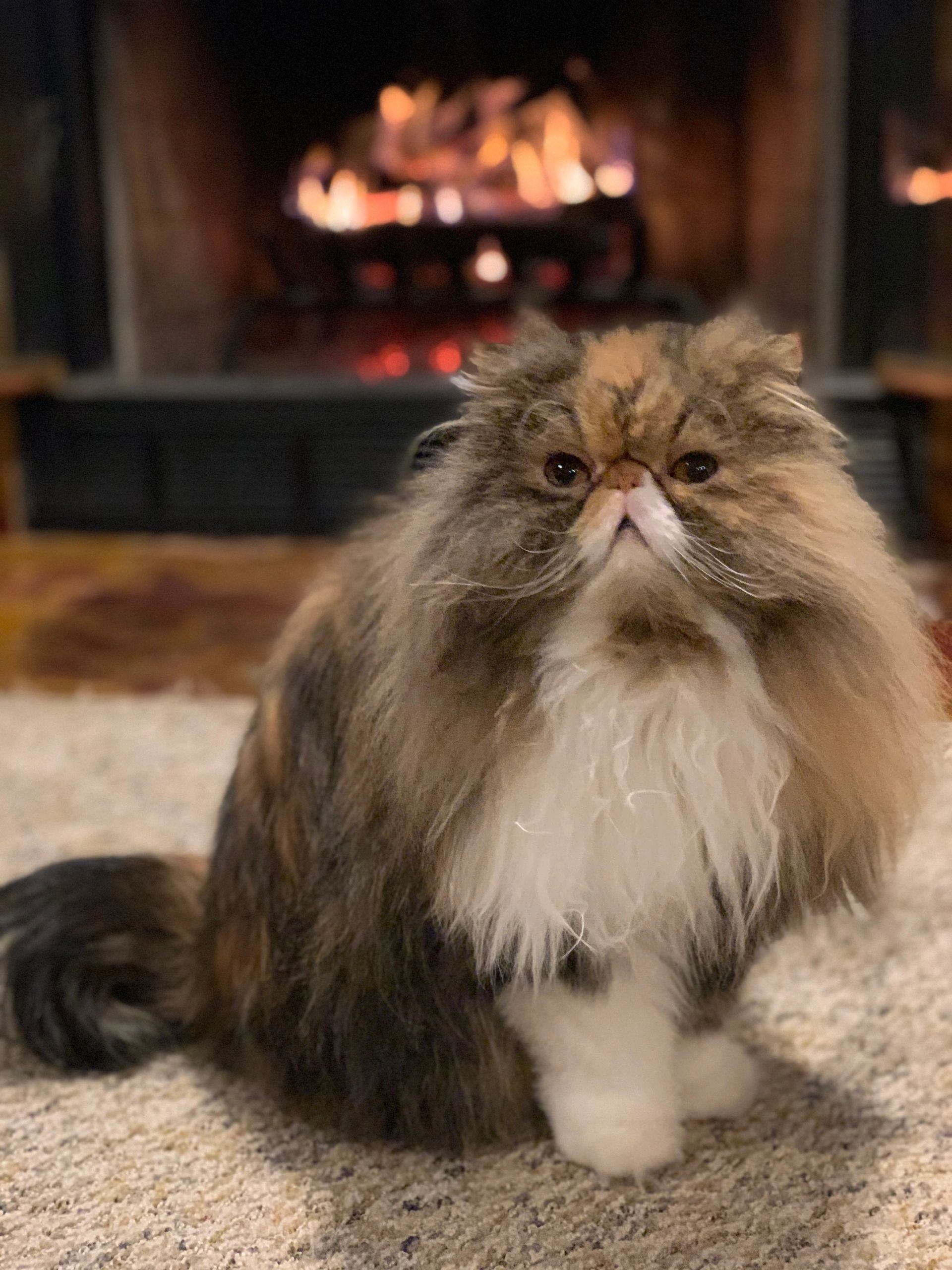 Pretty Pets Grooming Salon