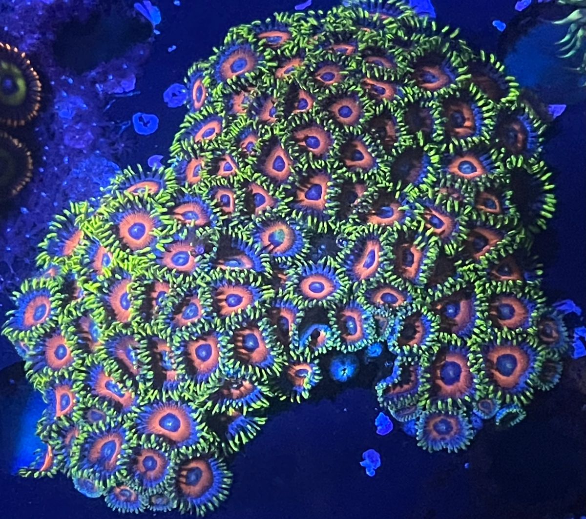 Watermelon Zoanthids (per polyp)