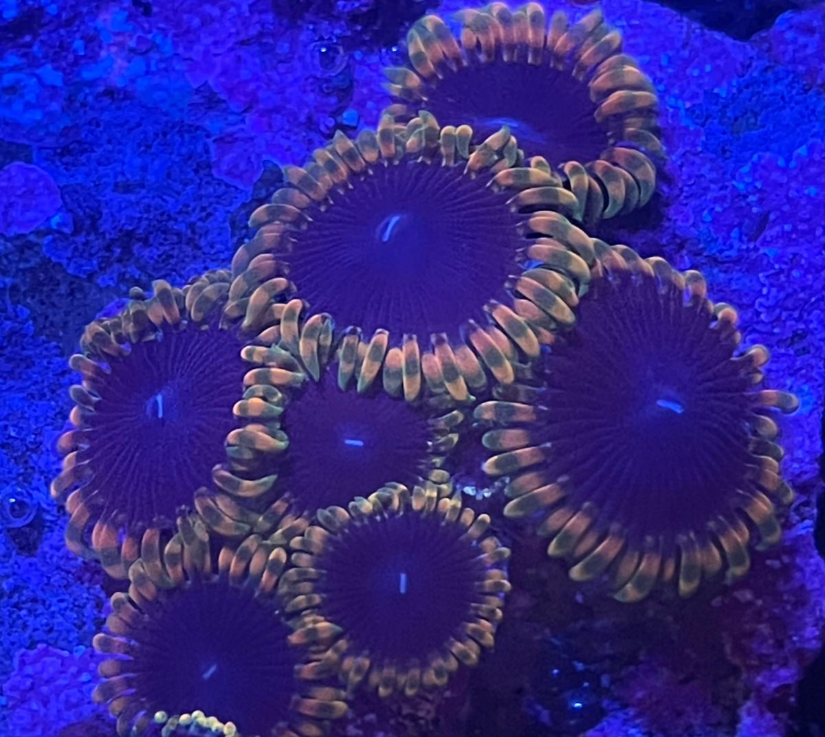 TSA Warp Drive Zoanthids (per polyp)