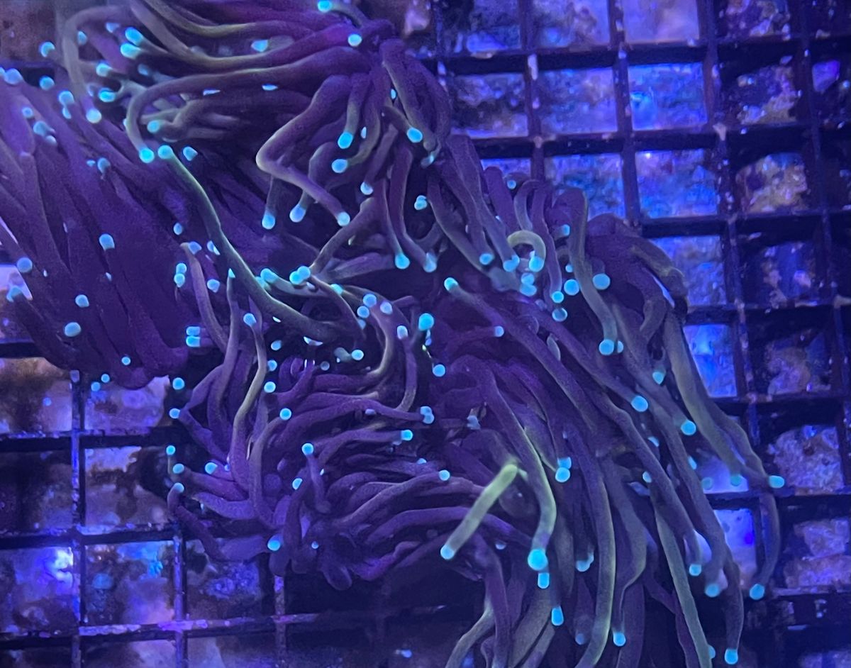 Black Panther Torch (Per Head)