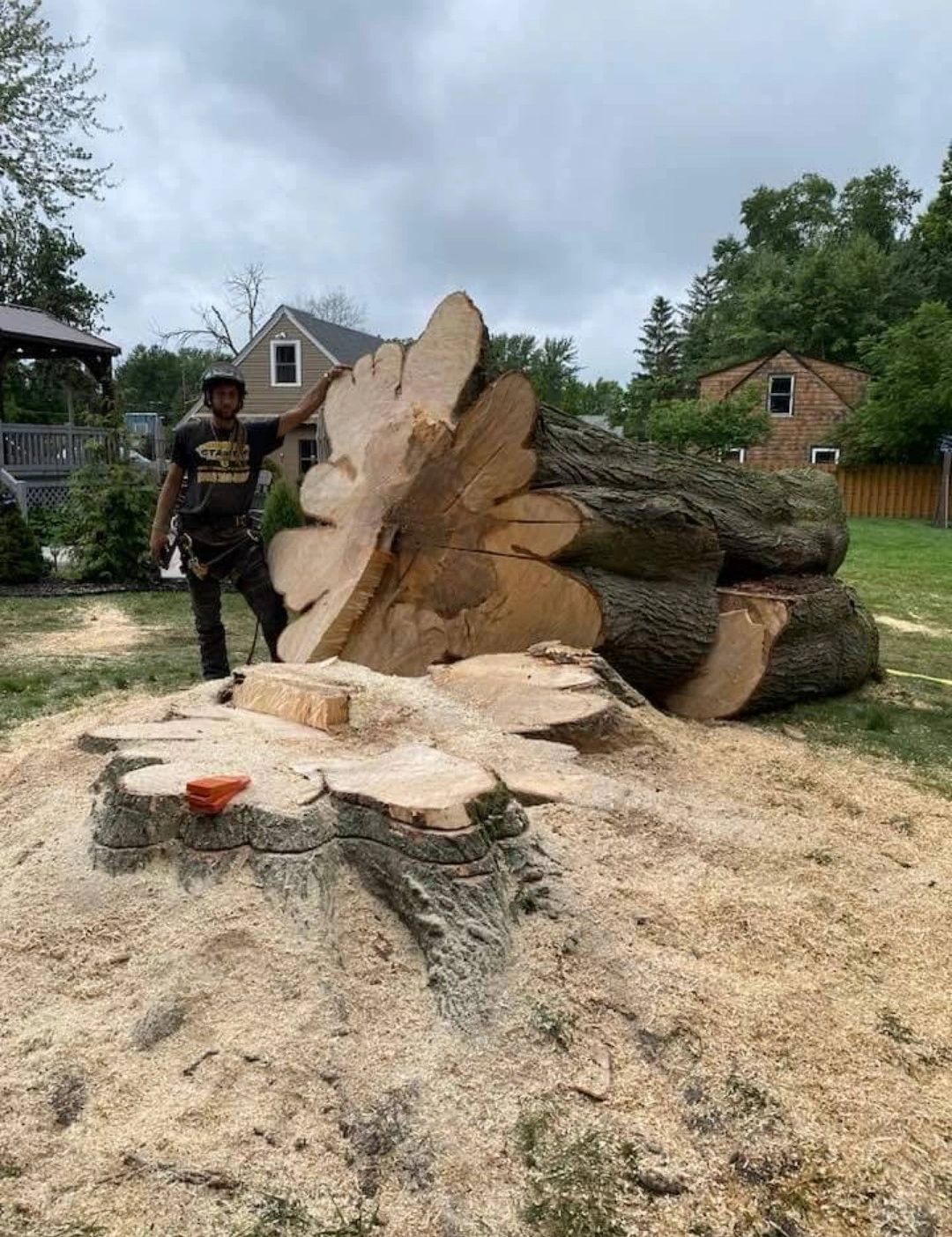 Professional Tree Trimming Services - Vance Tree LLC