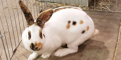 Rabbit Show Results | Brie's Bunny Barn